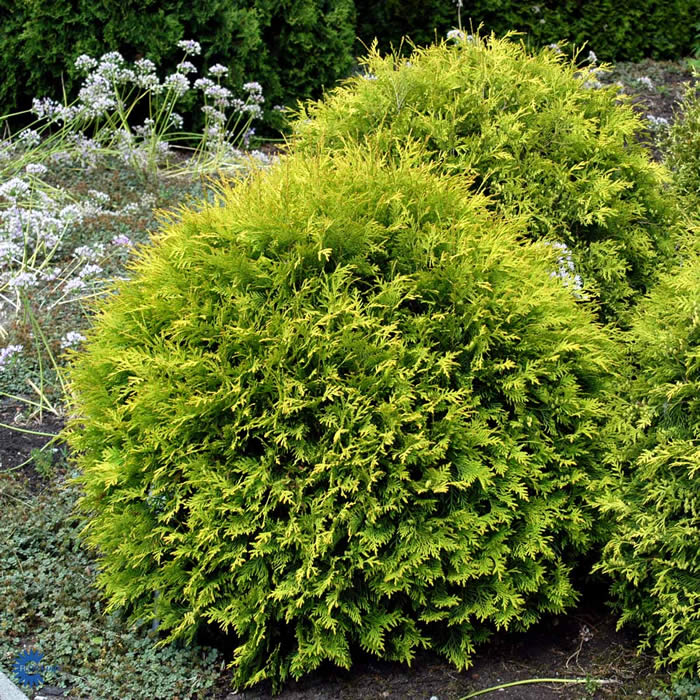 Elupuu » Okaspuud » Istikute hinnakirjad » Roheline Aed